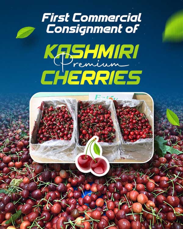 1st commercial consignment of premium cherries heads to Saudi Arabia ...