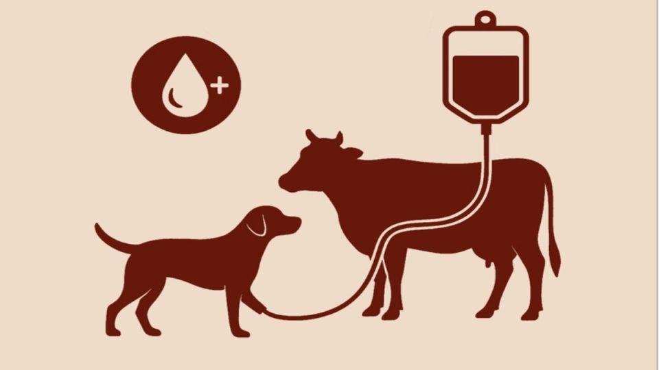 India Releases First-Ever National Guidelines/SOPs for Animal Blood ...